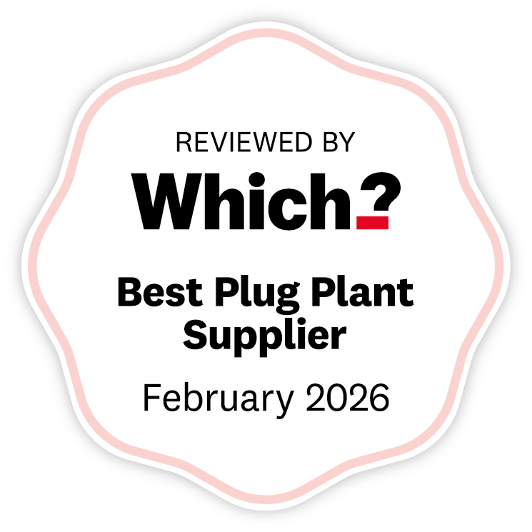 Giant Fuchsia Collection | 5 Large Plug Plants