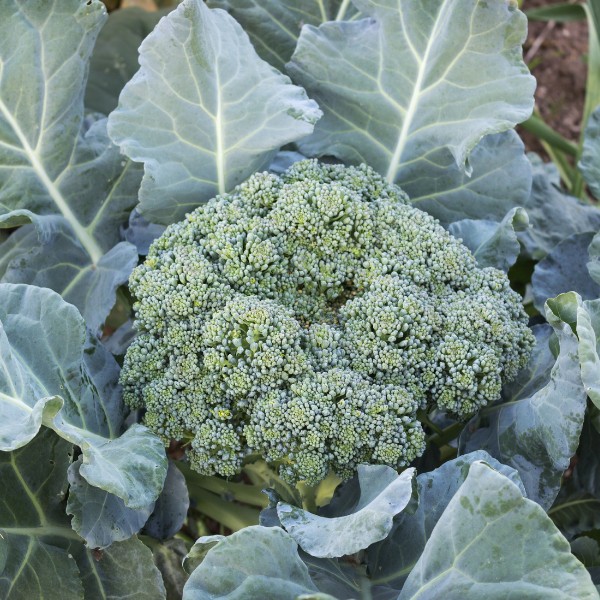 broccoli growing uk
