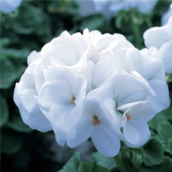 white geranium nz