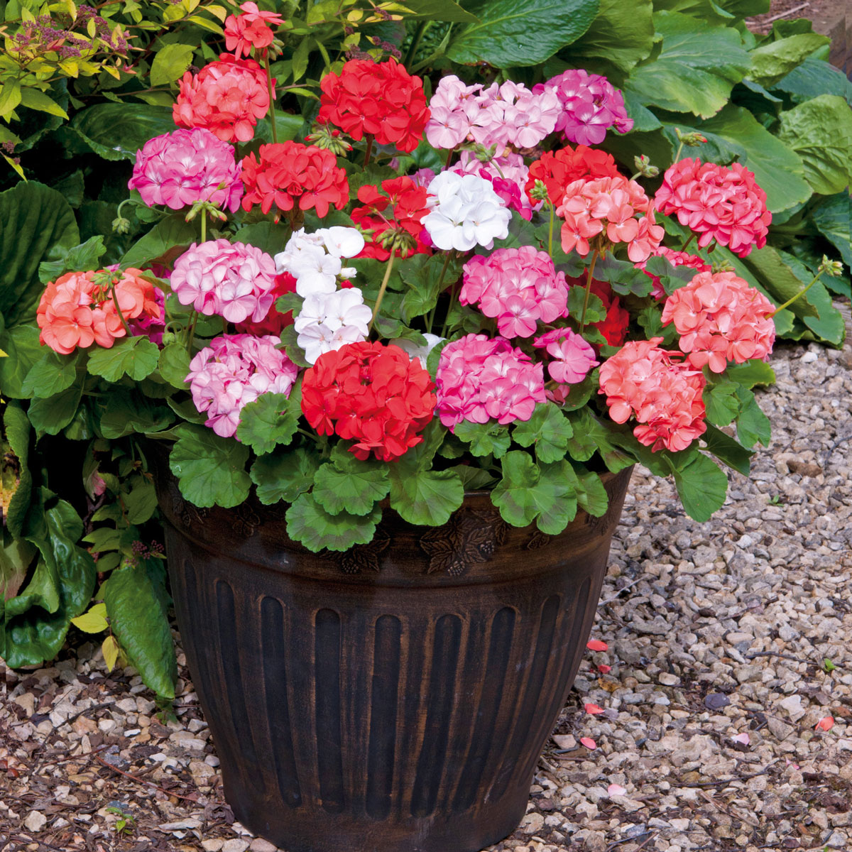 geranium palladium red