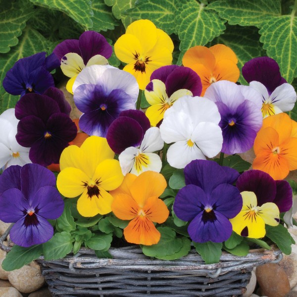 pansy plug plants
