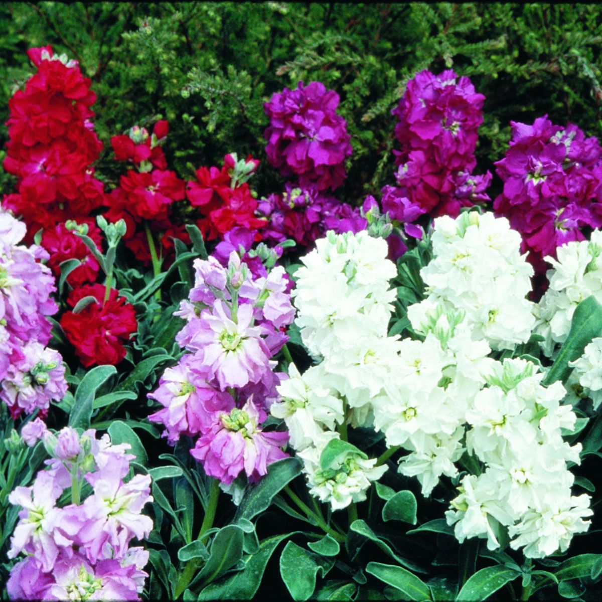 Stocks Cinderella Mix | Tray of 40 Plug Plants
