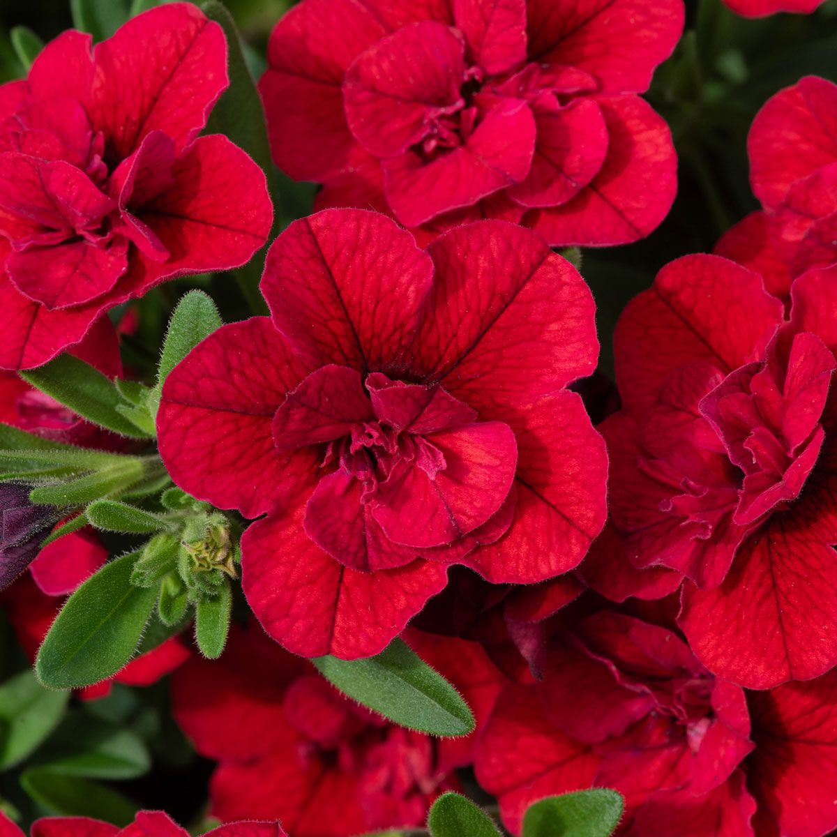 Calibrachoa Cabaret Double Red | 5 Large Plug Plants