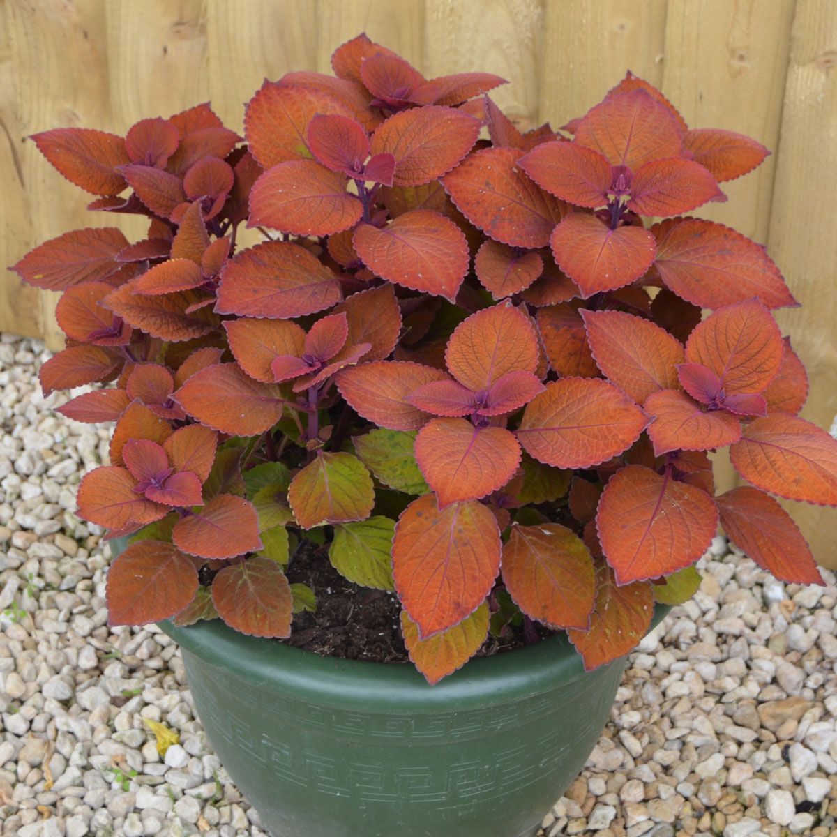 Coleus Campfire| 5 x 6cm Garden Ready Biodegradable Potted Plants