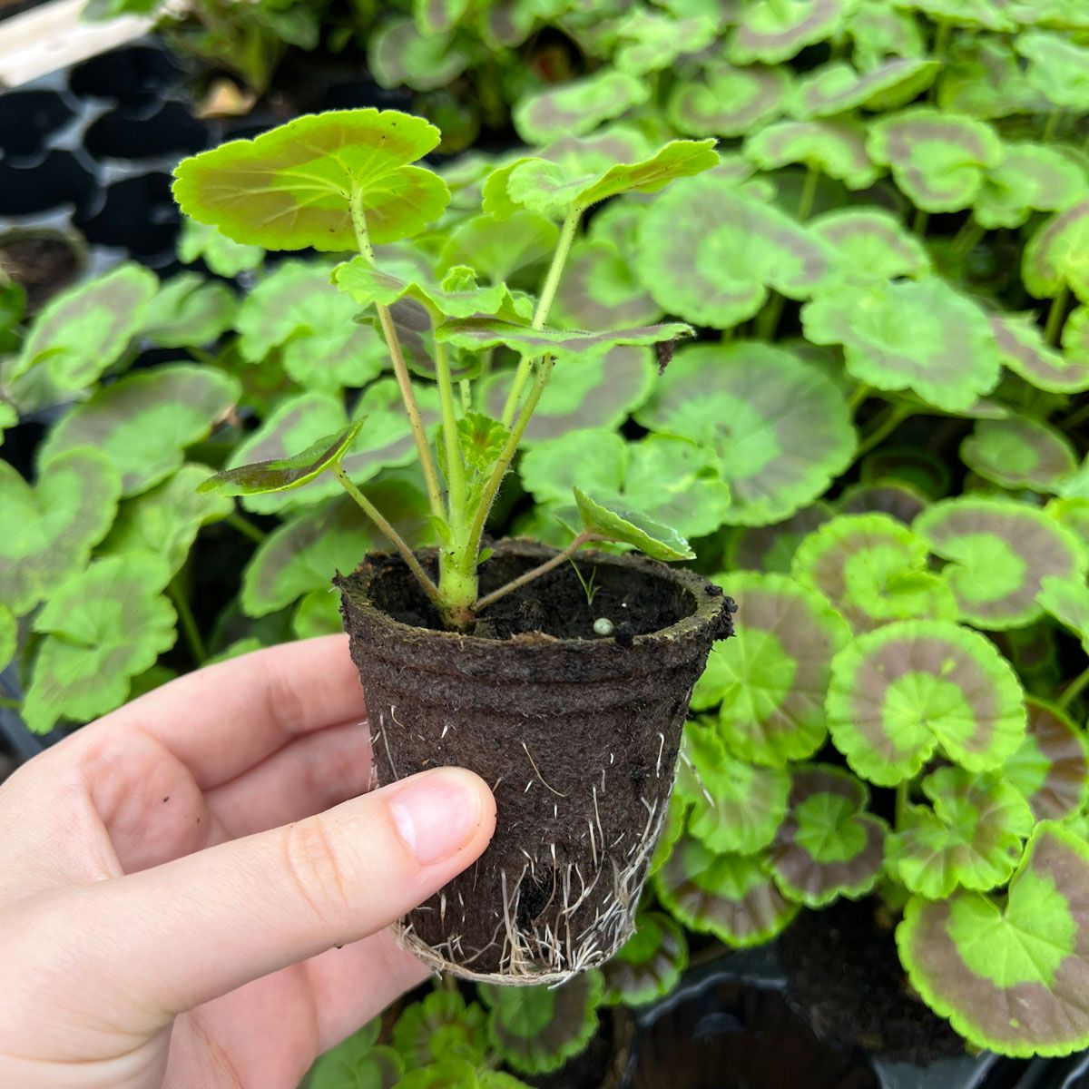 Geranium Horizon Scarlet | 5 x 6cm Garden Ready Biodegradable Potted Plants
