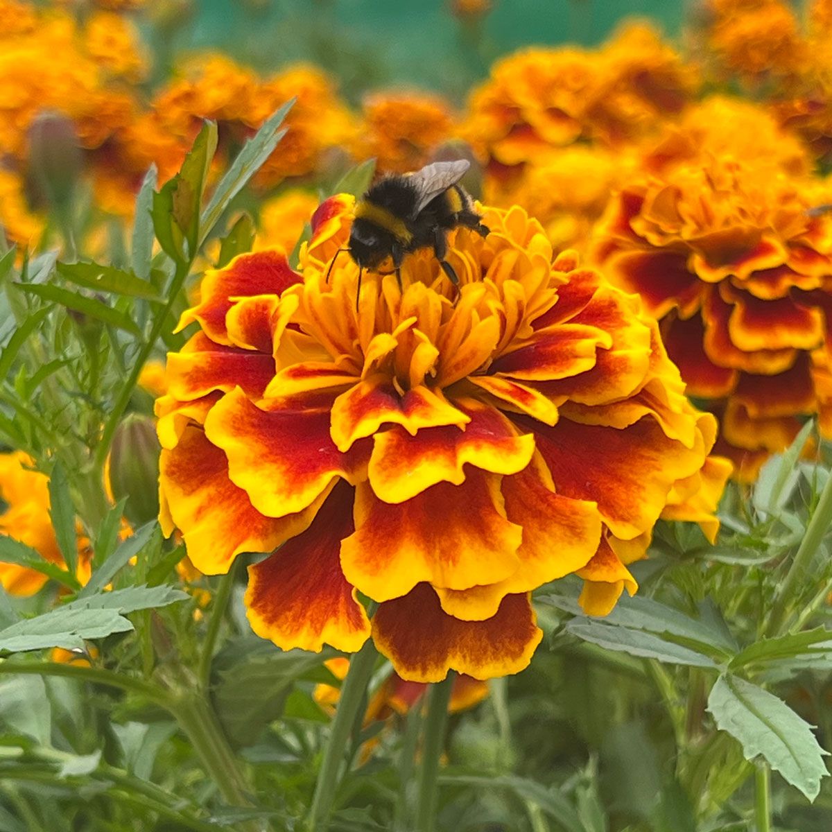 Marigold Bonanza Bee | 5 x 6cm Garden Ready Biodegradable Potted Plants