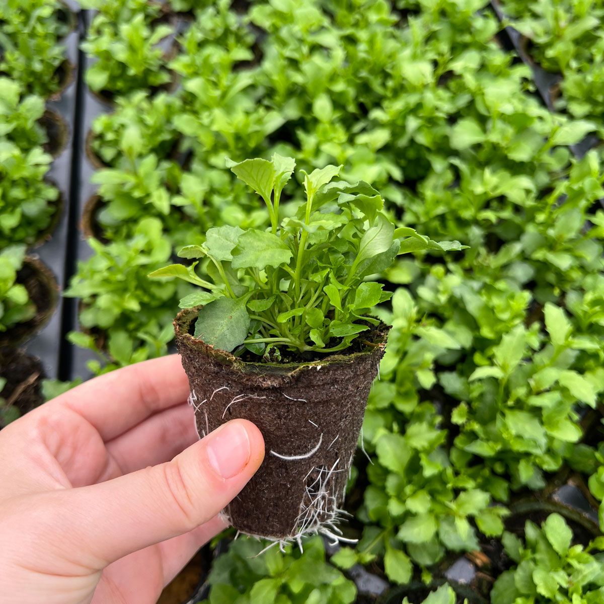 Lobelia Fountain Mix | 5 x 6cm Garden Ready Biodegradable Potted Plants