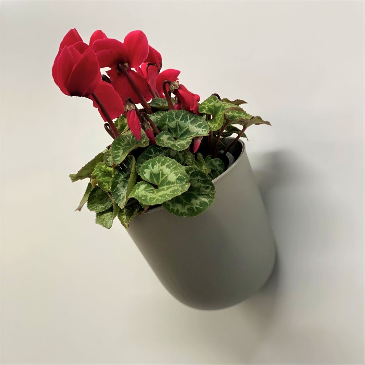 V-Pot Single Angled Wall Pot Planter | Cool Grey