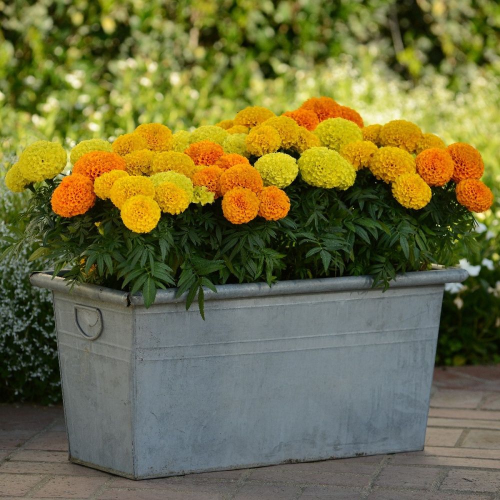 Marigold (African) Inca Mixed| Tray of 40 Plug Plants