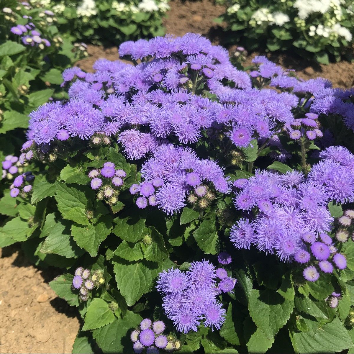 Ageratum Aloha Blue | Tray of 40 Plug Plants