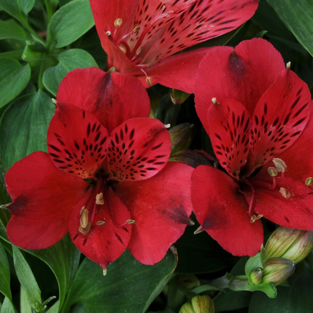 alstroemeria root system