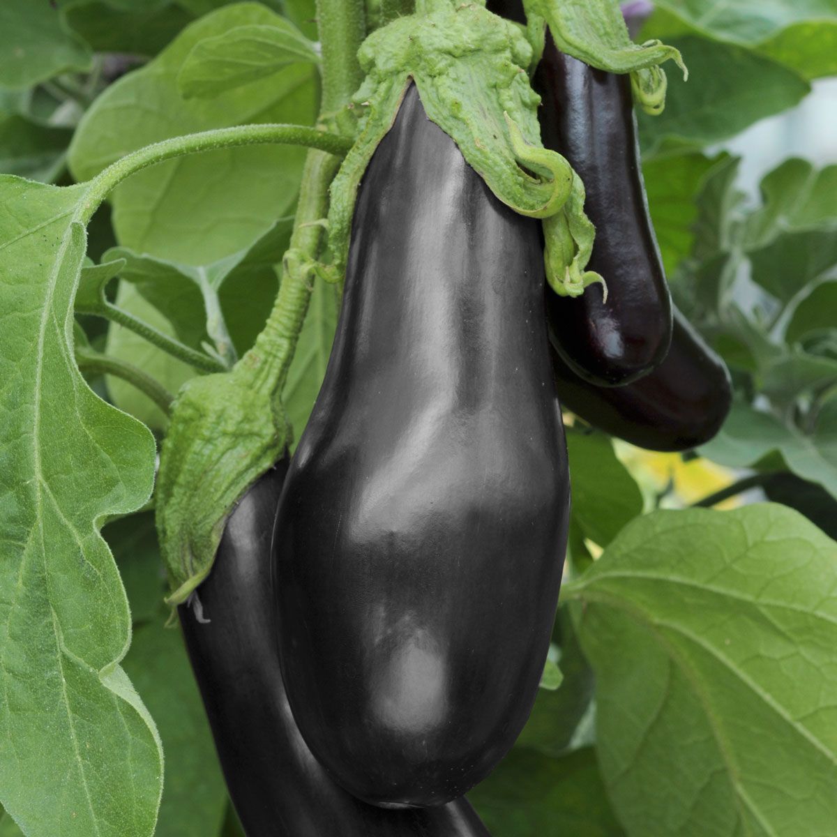 black beauty aubergine plant