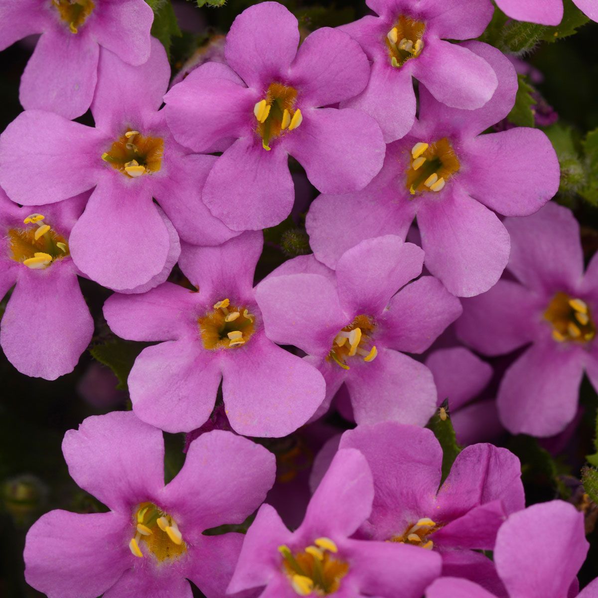 bacopa double pink
