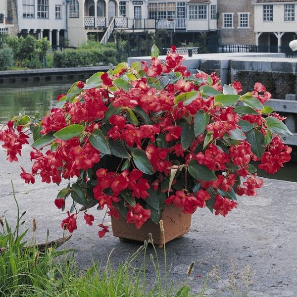 Begonia Dragon Wing Red 5 Large Plug Plants