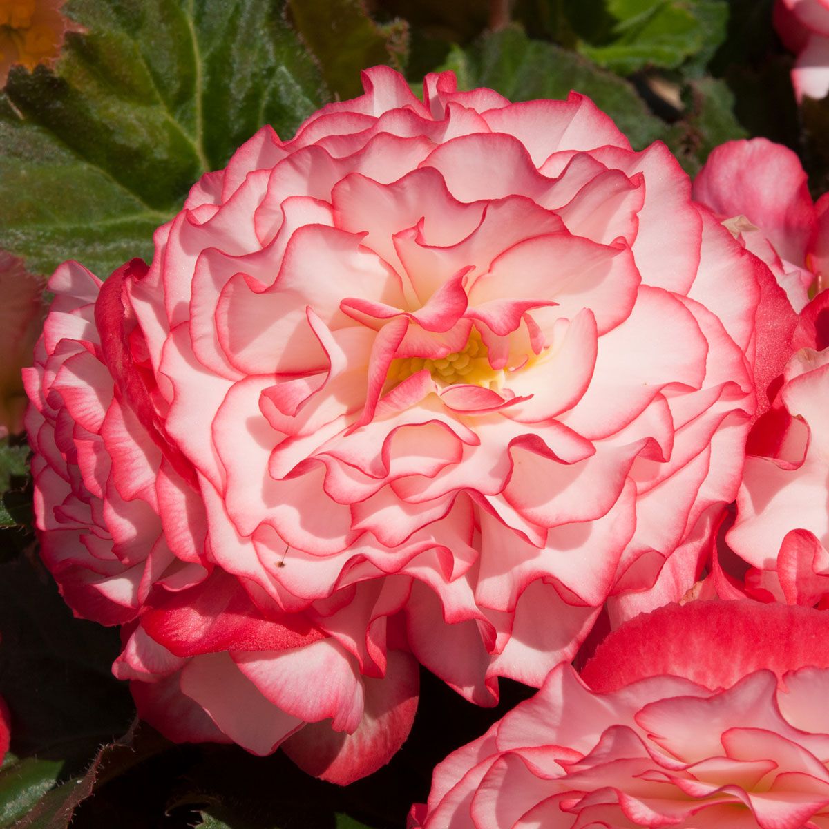 Begonia Non Stop Rose Picotee| Tray of 84 Large Plug Plants