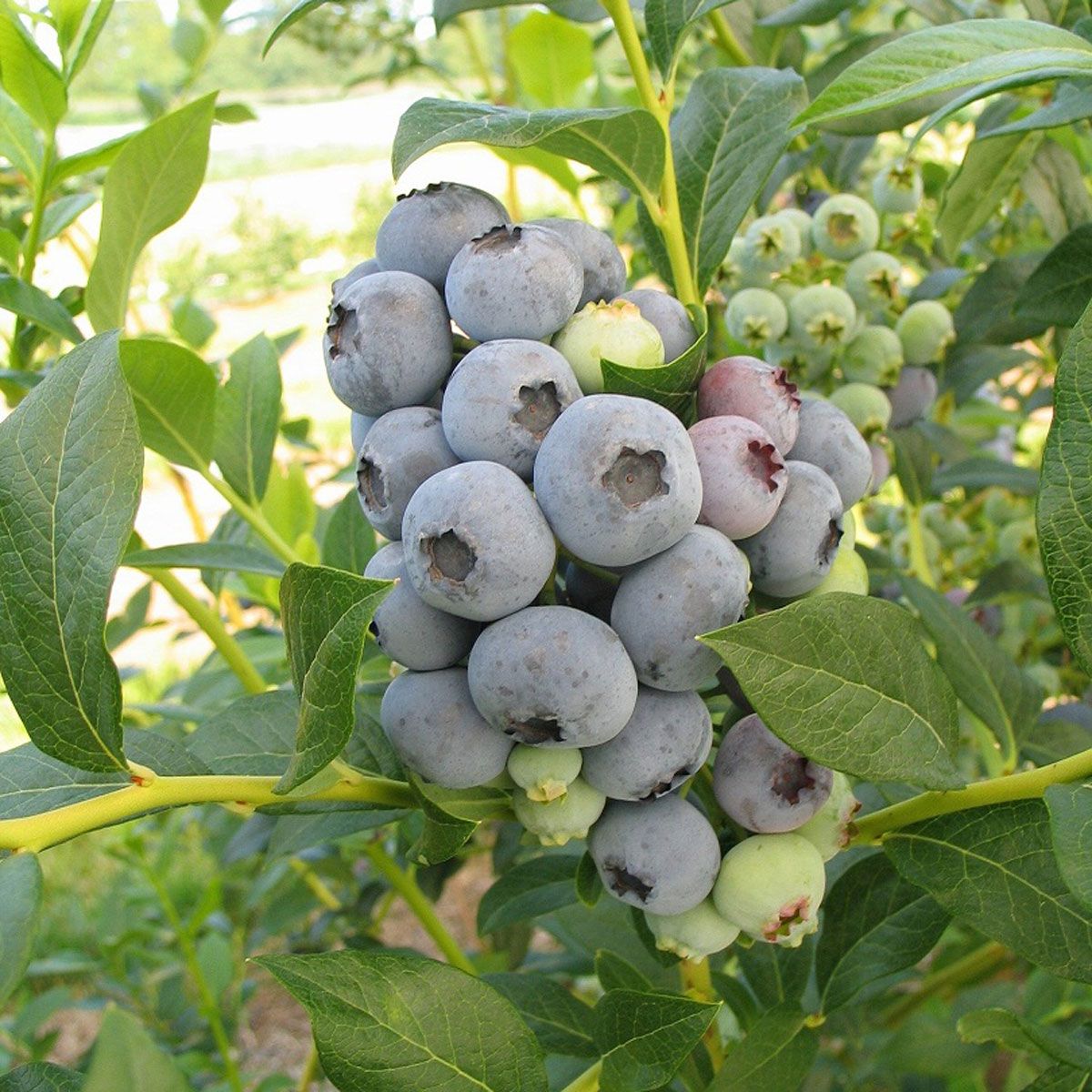 Blueberry Plants Rhs