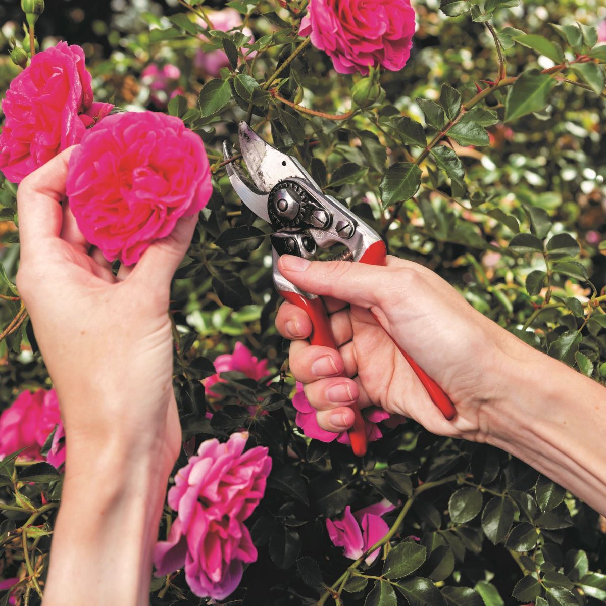 Felco Model 14 Ergonomic Bypass Secateurs | Small Right Handed