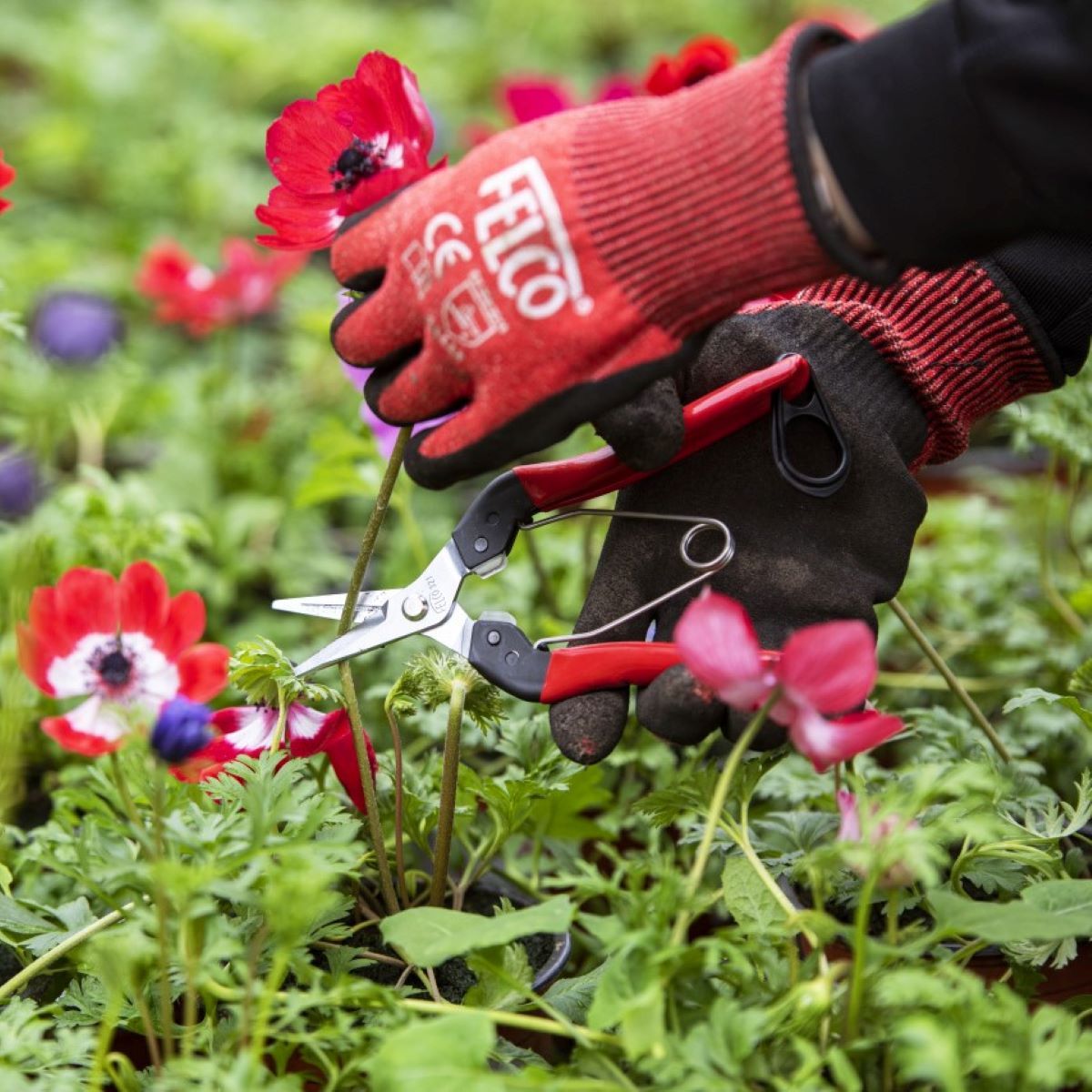 Felco Model 321 Snips | Red
