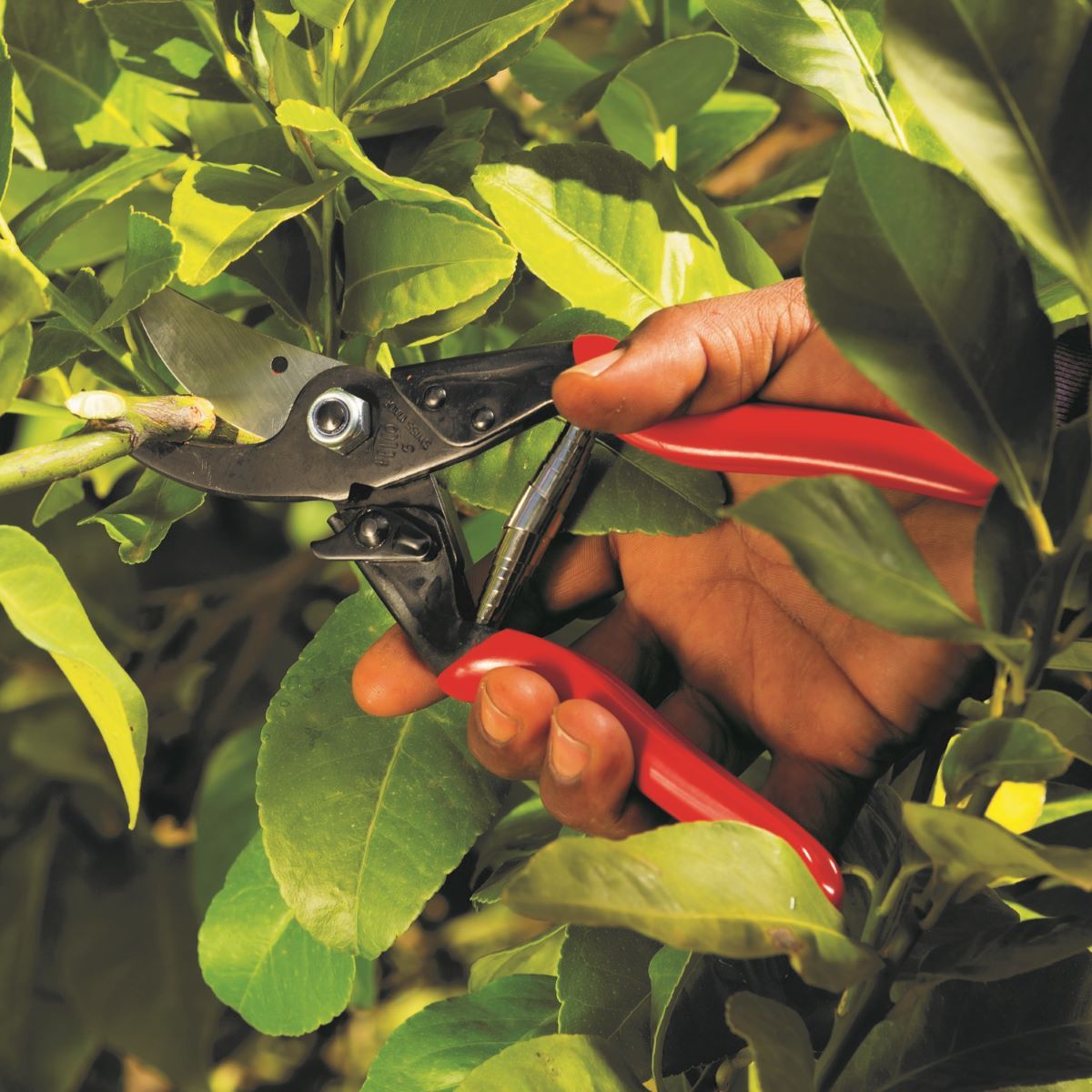 Felco Model 5 Ergonomic Bypass Secateurs | Large Right Handed