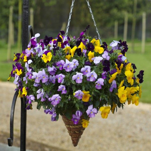 Pansy Trailing Freefall Mix Autumn Winter Flowering Tray of 40 Plug Plants