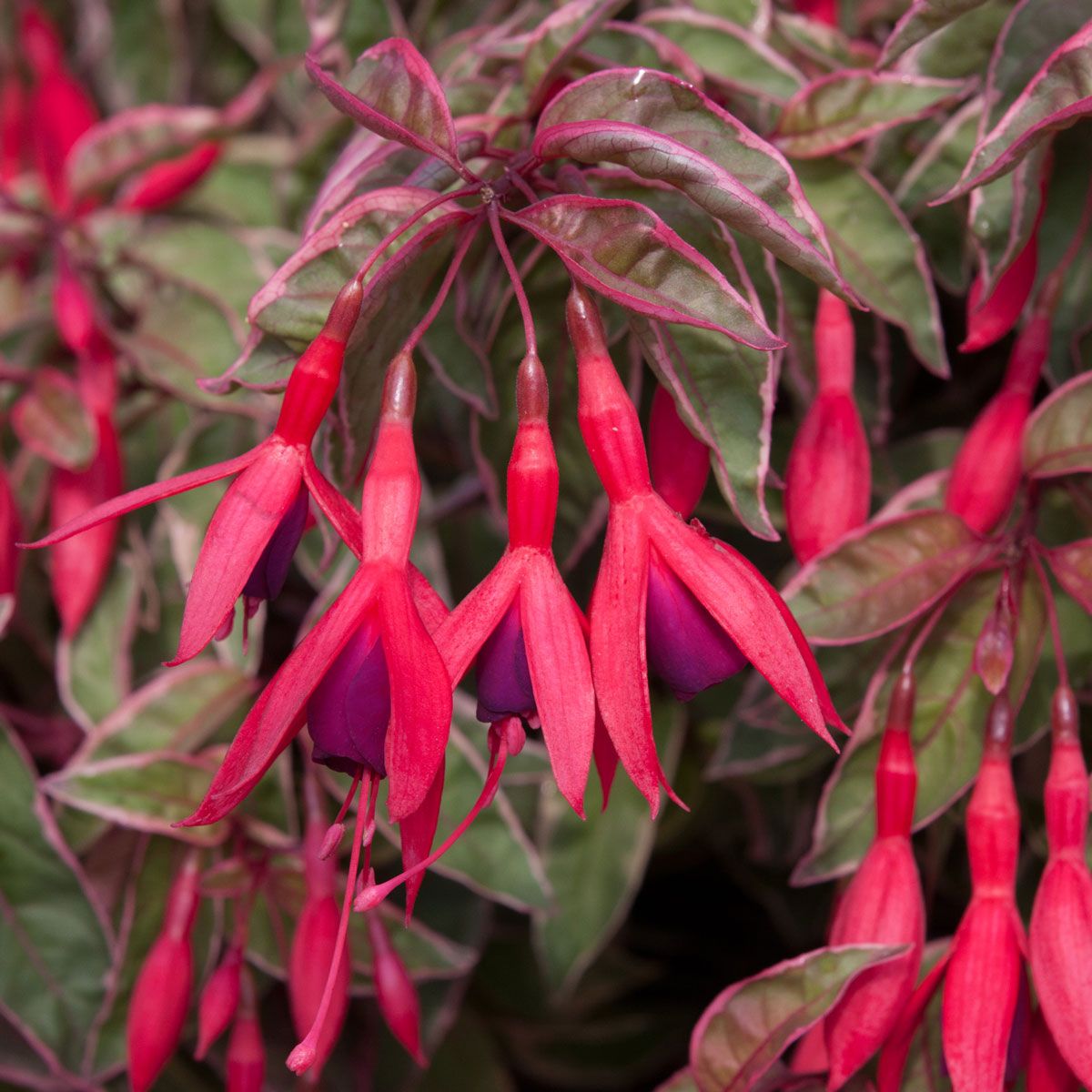 Variegated Fuchsia Varieties