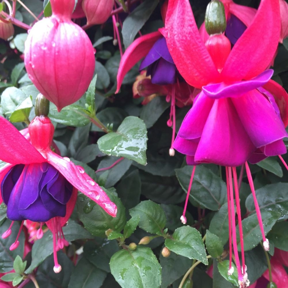 Giant Fuchsia Voodoo (Trailing) | 5 Large Plug Plants