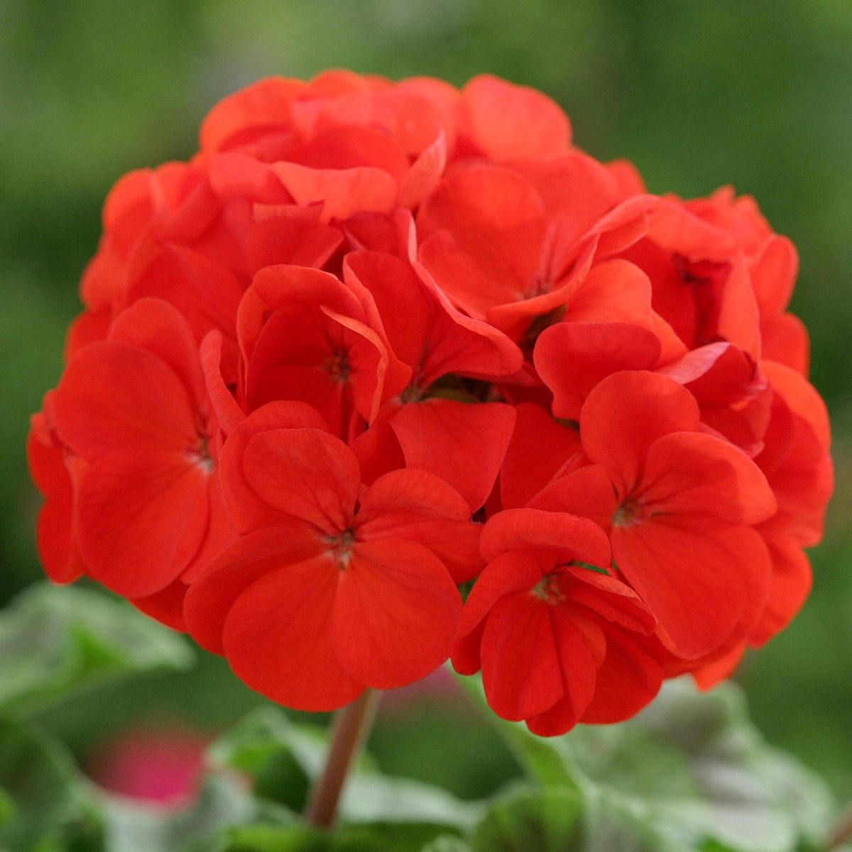 red geraniums uk