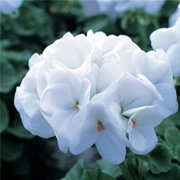 white geranium bedding plants