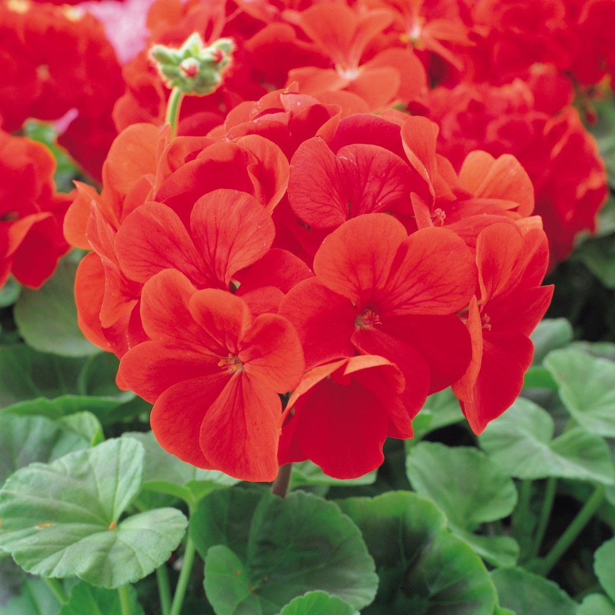 red geranium varieties