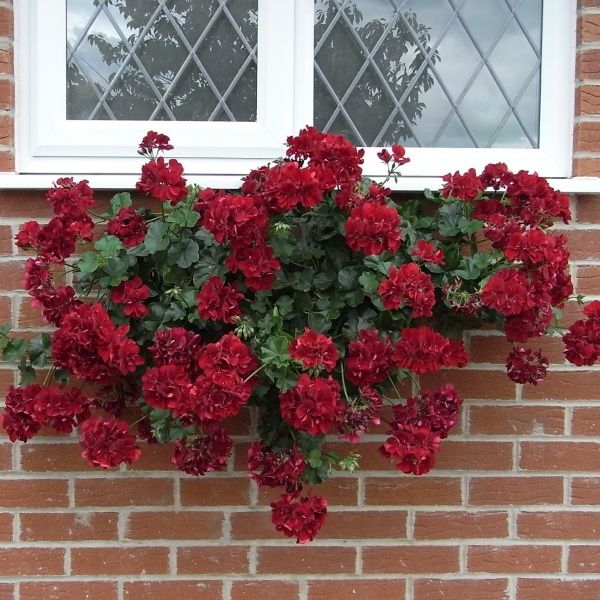 Geranium Trailing Sunflair Ruben Dark Red | 5 Large Plug Plants