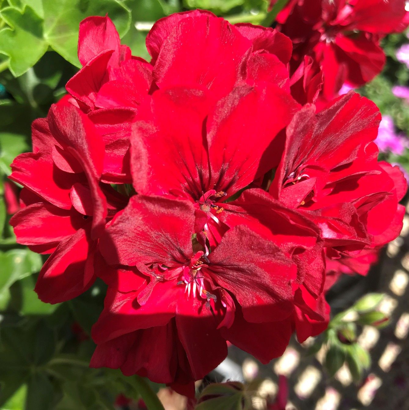 Geranium Trailing Sunflair Ruben Dark Red | 5 Large Plug Plants
