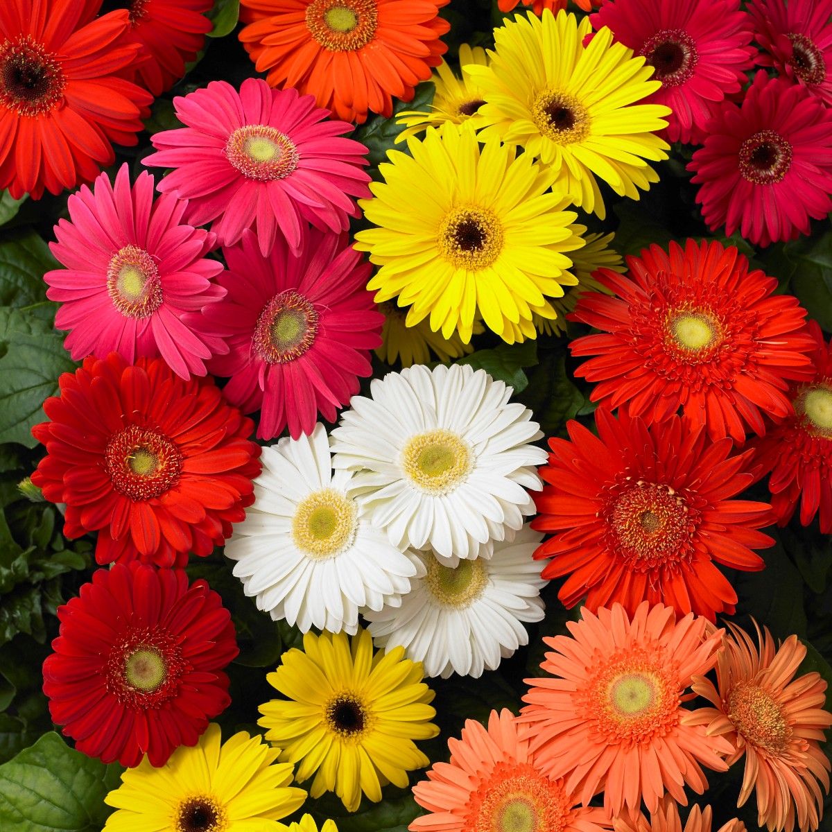 Gerbera Mega Revolution Mixed | 5 Large Plug Plants