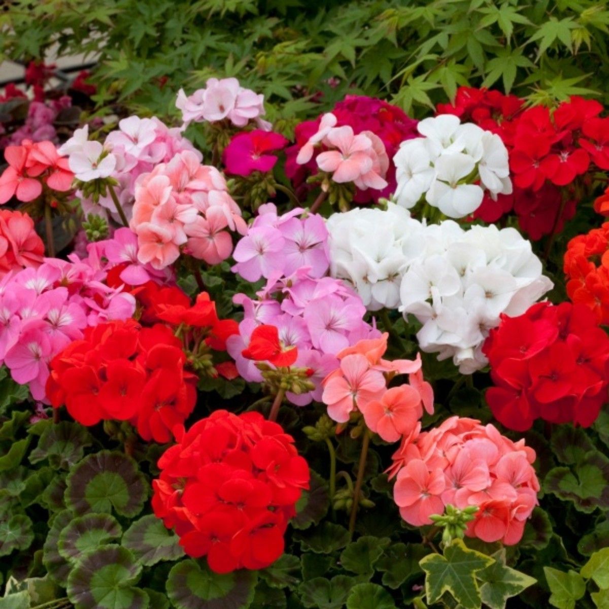 Geranium F1 Horizon Mixed | Tray of 20 Plug Plants
