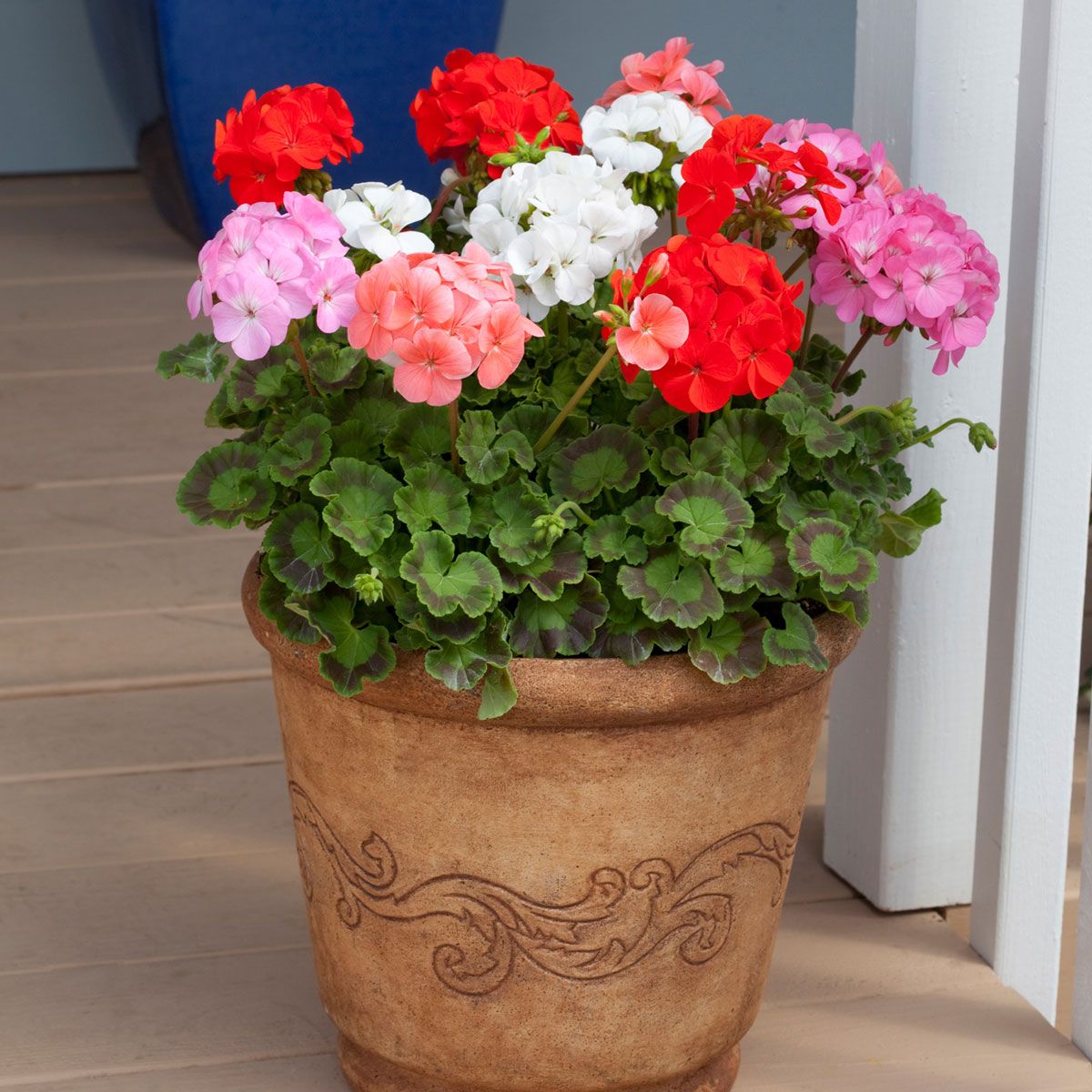 Geranium F1 Horizon Mixed | Tray of 20 Plug Plants