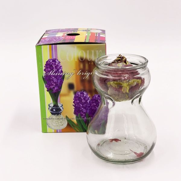 Hyacinth in Glass Gift Box | 1 Purple Flowering Bulb