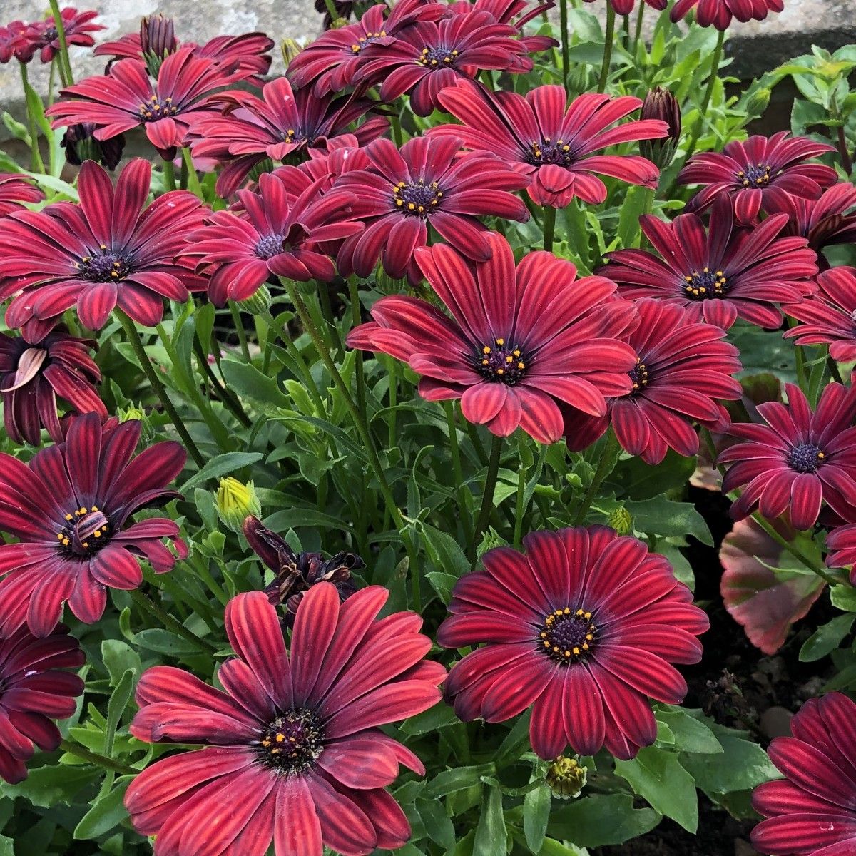 Osteospermum Dalina Dark Red | 5 Large Plug Plants
