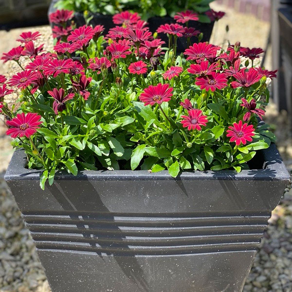 Osteospermum Dalina Dark Red | 5 Large Plug Plants