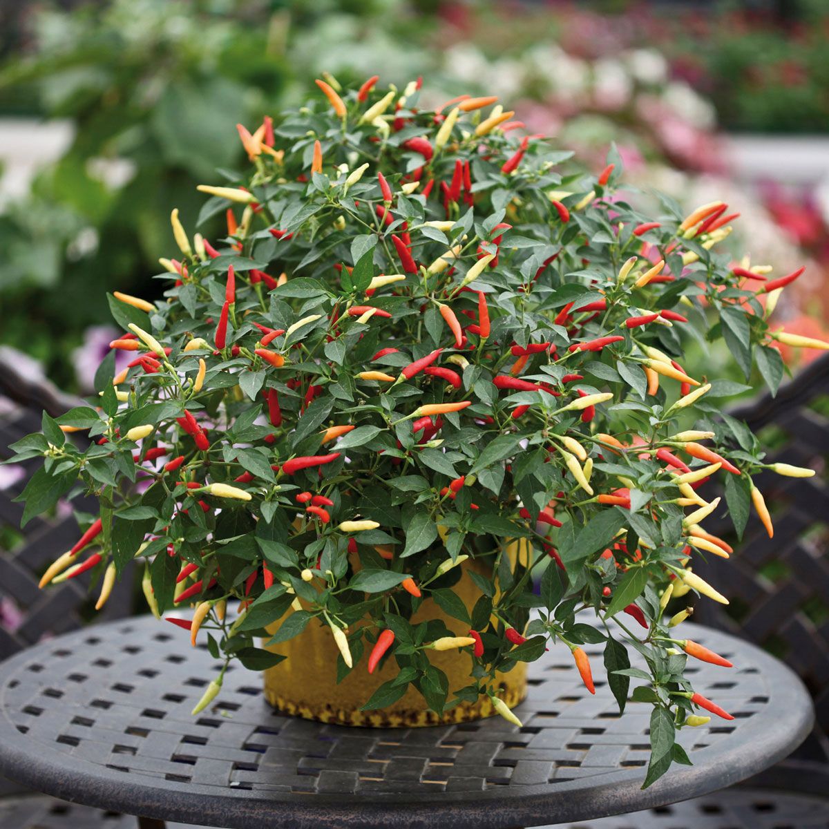 chilli plants uk