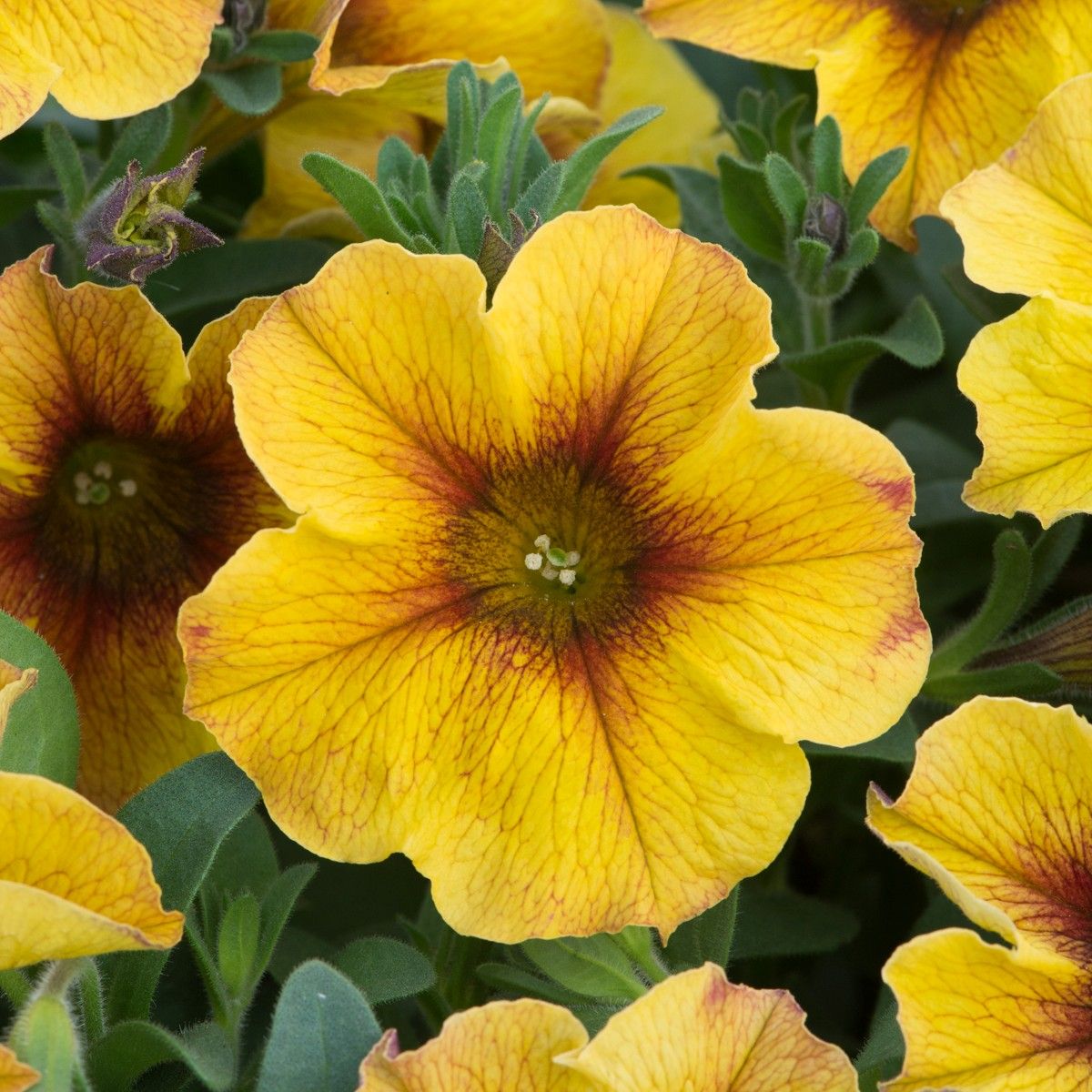 Petchoa BeautiCal Caramel Yellow | 5 x 6cm Garden Ready Biodegradable ...