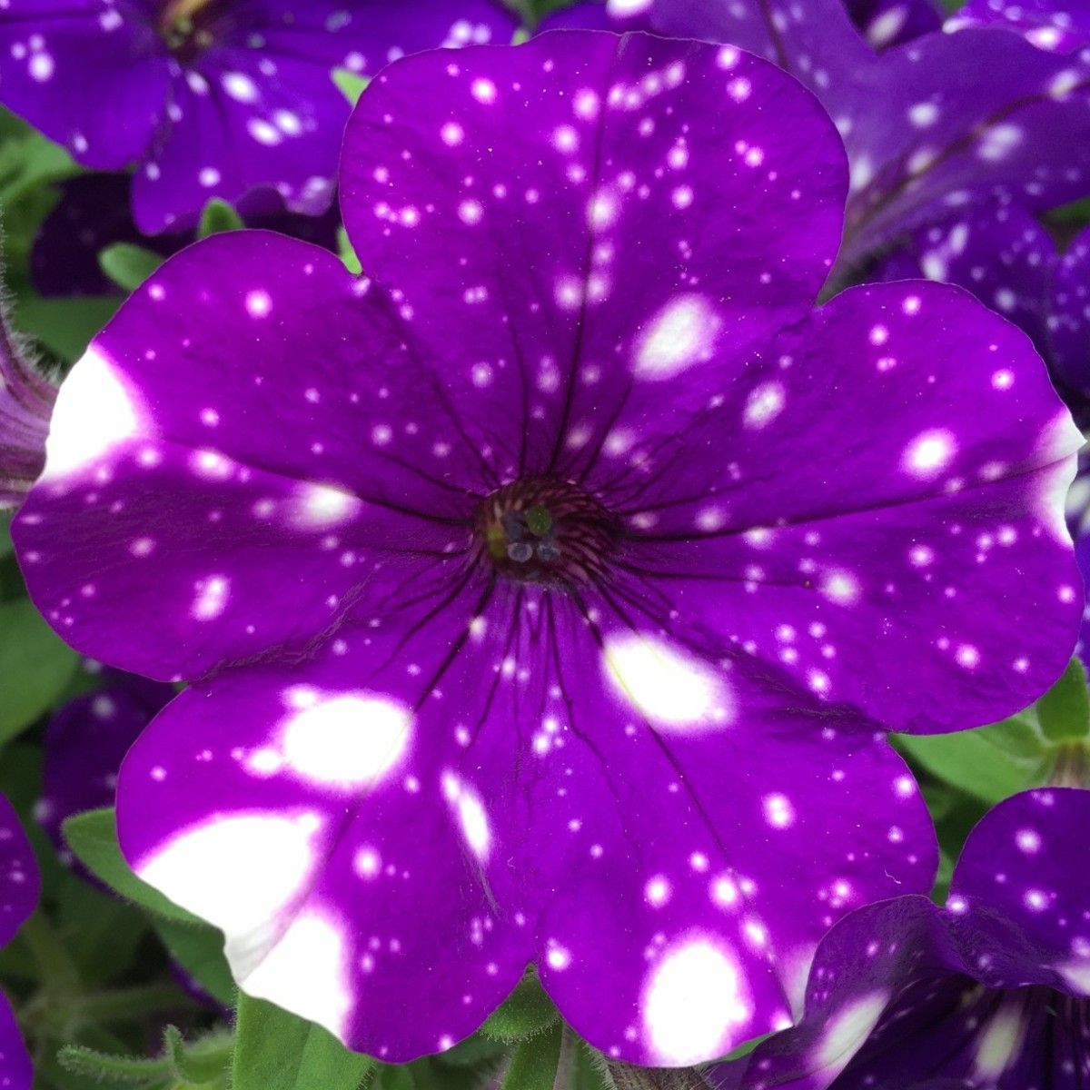 Starry Sky Flowers Spotted Petunia Night Sky Flowers, Garden, Flower,