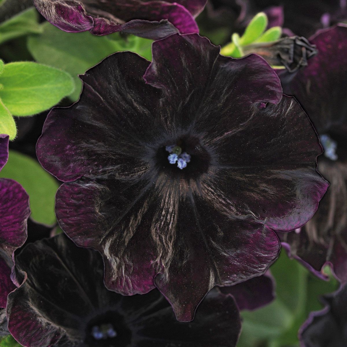 black flower uk