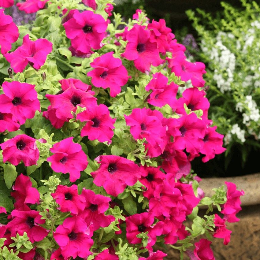 Petunia surfinia store
