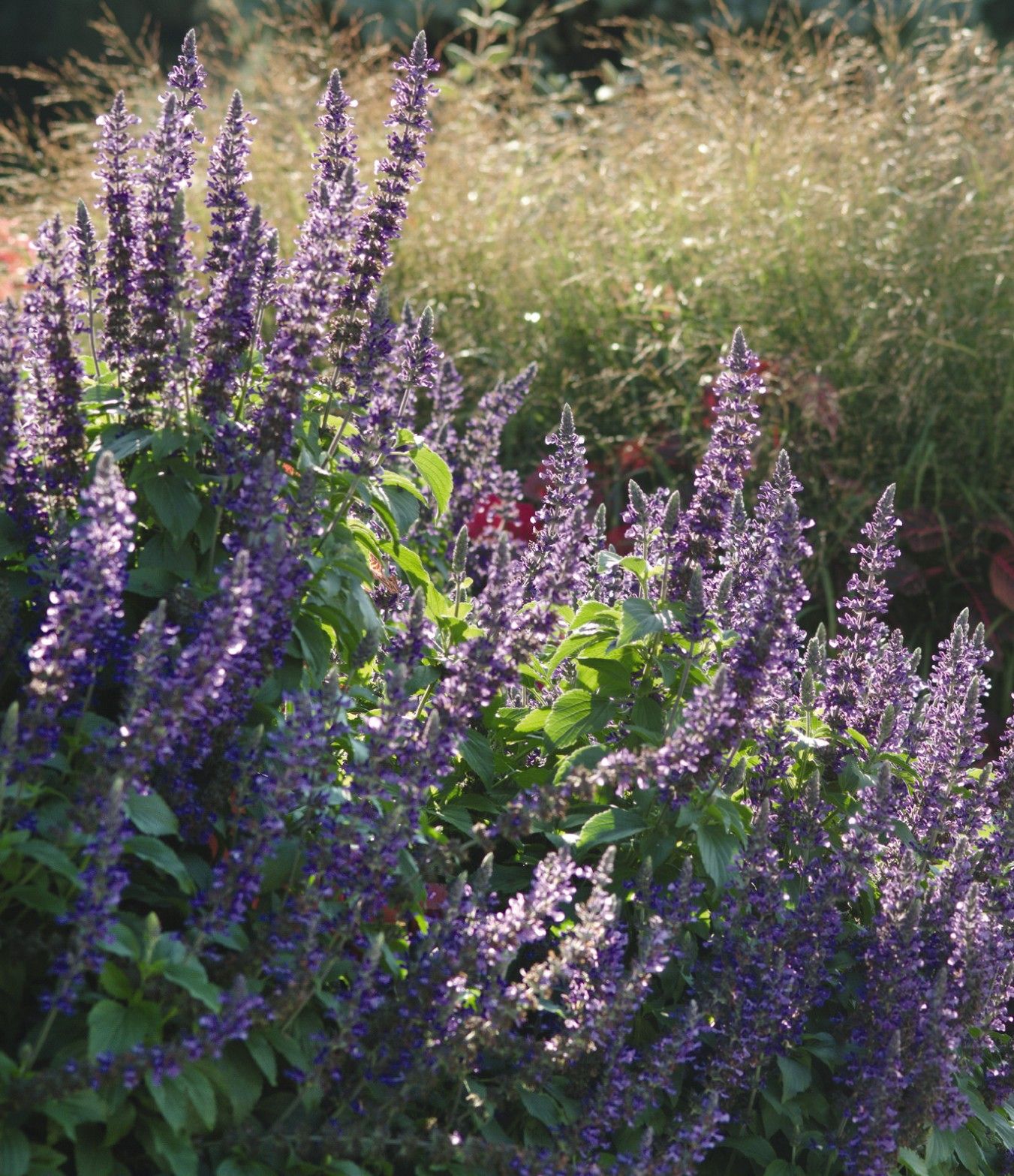 Salvia Mystic Spires Blue | Garden Ready Perennial 9cm Pot