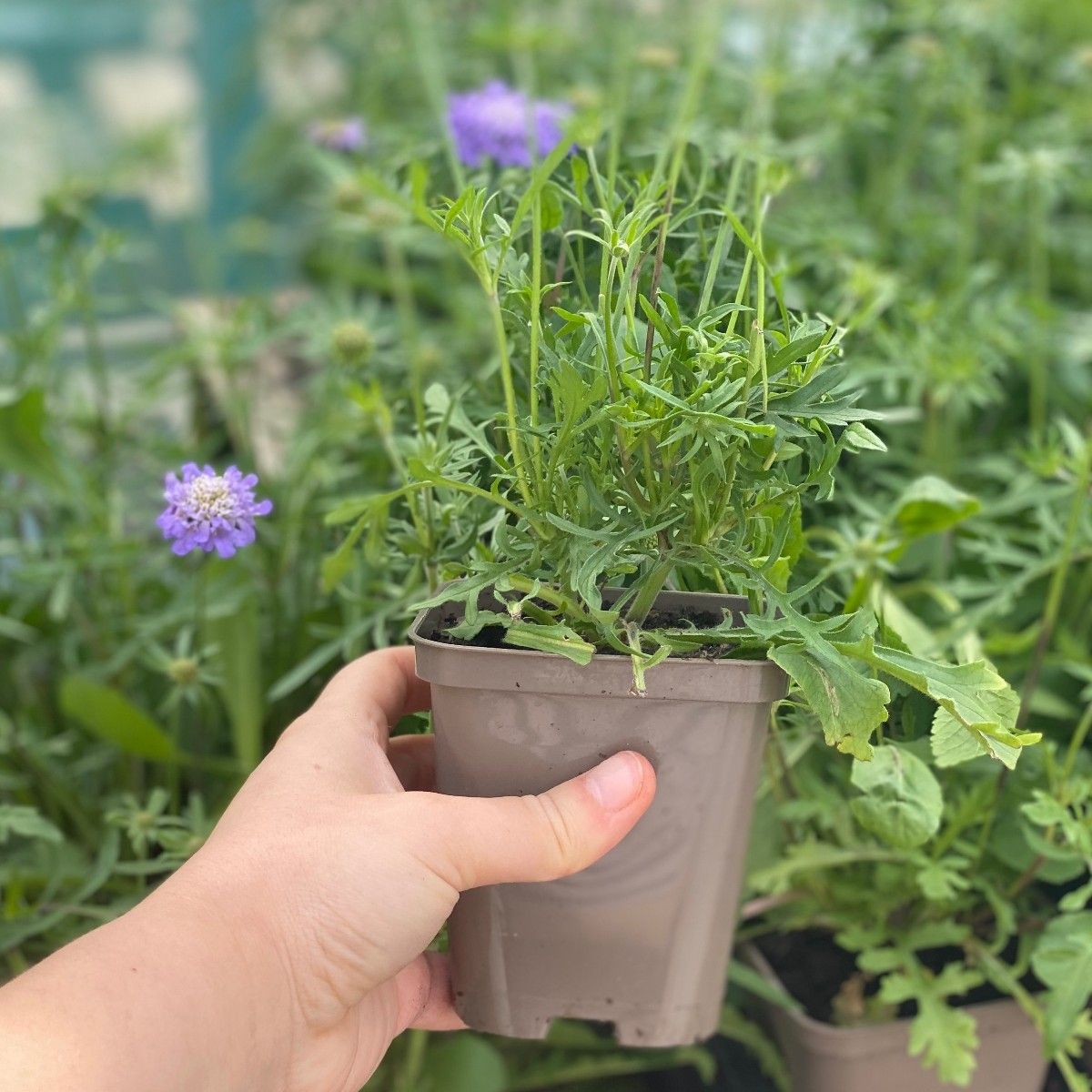 Scabiosa Blue Note | Garden Ready Perennial 9cm Pot