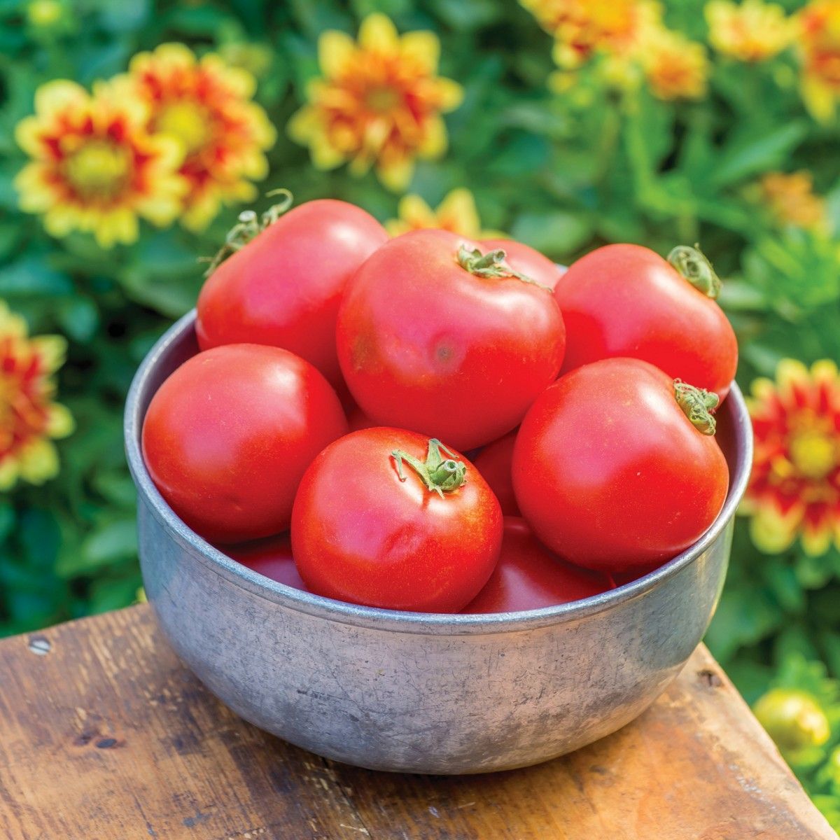 Tomato Crimson Crush (Outdoor Tomato)| 3 x 6cm Potted Tomato Plants