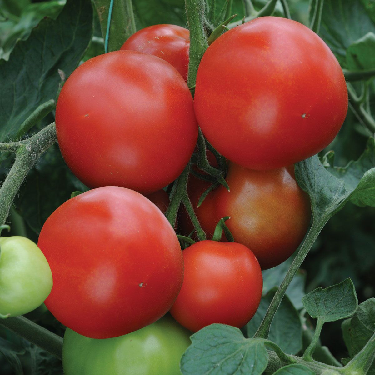 Tomato Alicante| 3 x 6cm Potted Tomato Plants