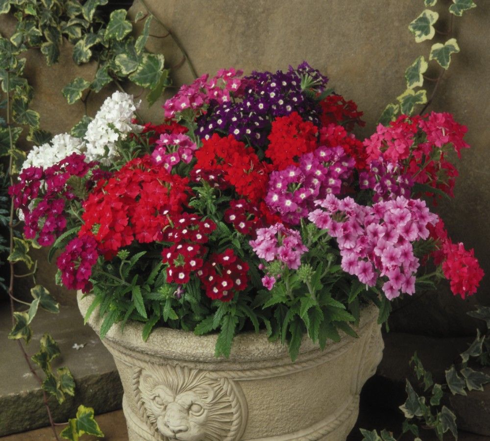 Verbena Obsession Mixed | Tray of 40 Plug Plants