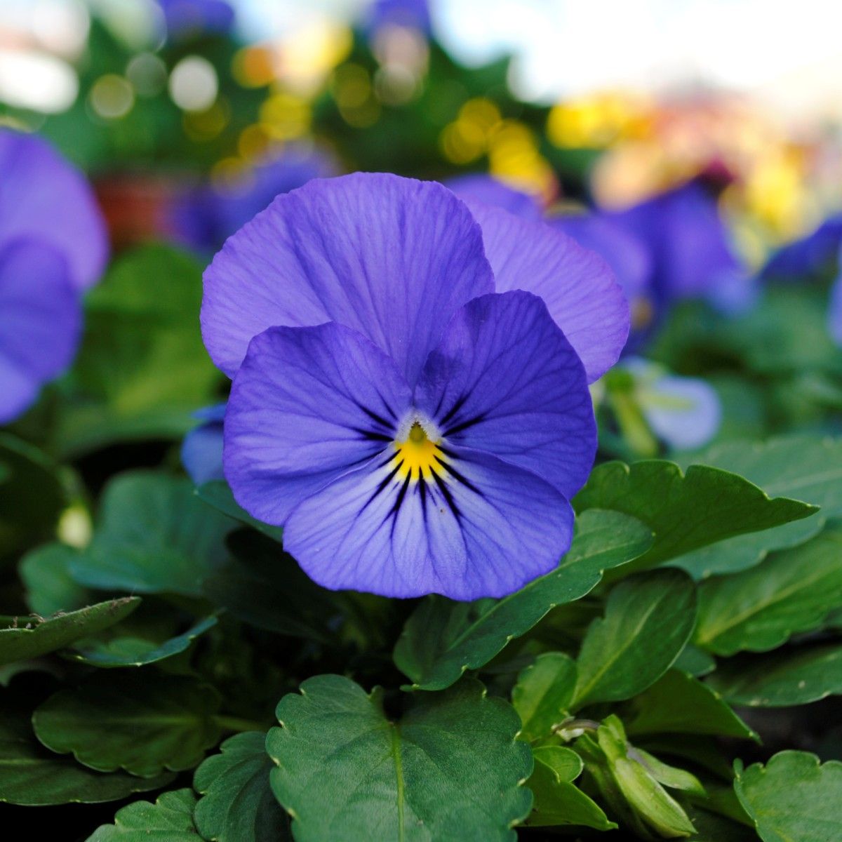 viola flower uk
