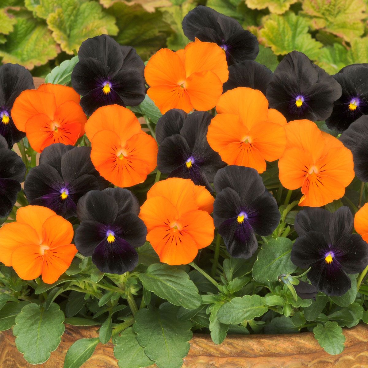 orange viola