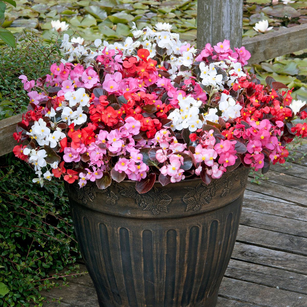 Begonia Devil (Dark Leaf) Mixed | Tray of 350 Plug Plants